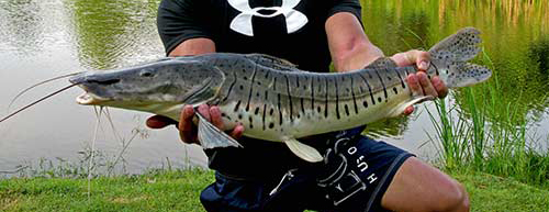 Catfish Species - CatsandCarp.com