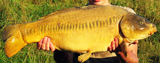 Carp Species - CatsandCarp.com